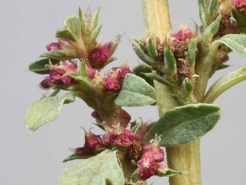 Amaranthaceae Flora 5