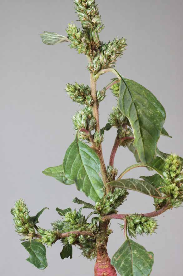 Amaranthaceae Flora 5