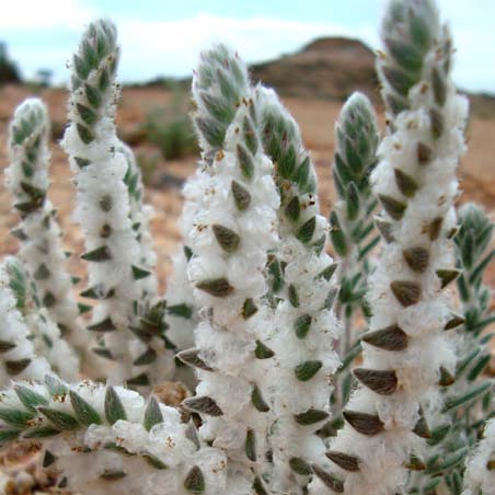 Chenopodiaceae Flora 5
