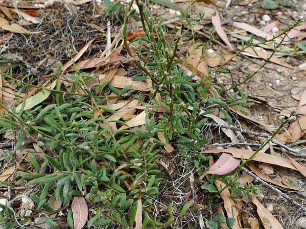 Chenopodiaceae Flora 5