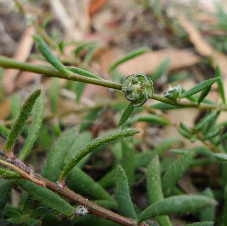 Chenopodiaceae Flora 5