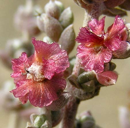 Chenopodiaceae Flora 5