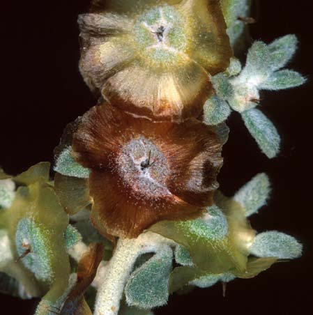 Chenopodiaceae Flora 5