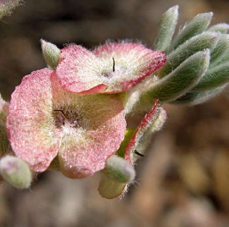 Chenopodiaceae Flora 5