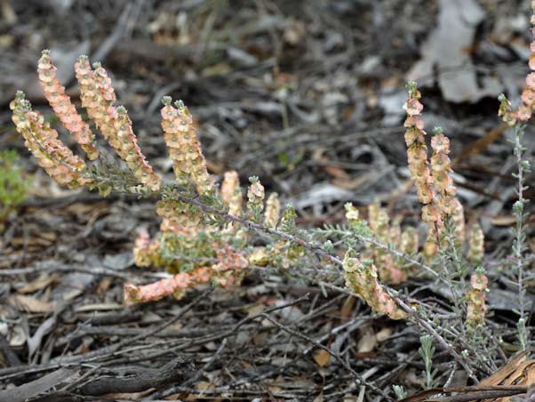 Chenopodiaceae Flora 5