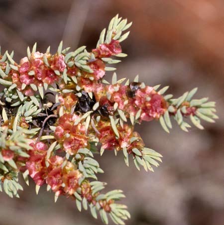 Chenopodiaceae Flora 5
