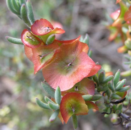Chenopodiaceae Flora 5