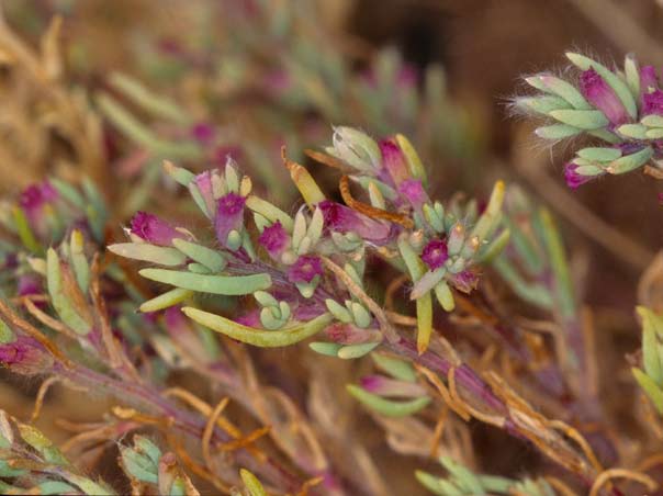 Chenopodiaceae Flora 5
