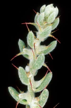 Chenopodiaceae Flora 5