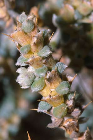 Chenopodiaceae Flora 5