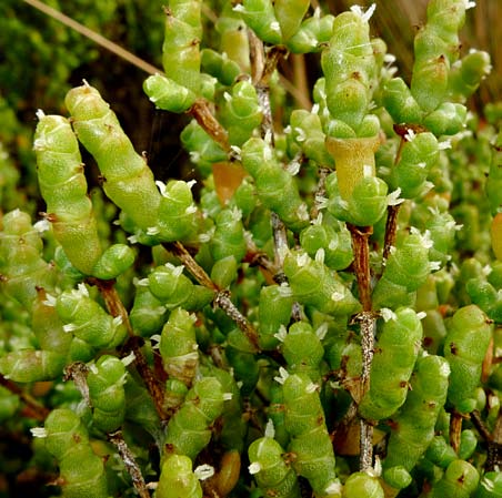 Chenopodiaceae Flora 5