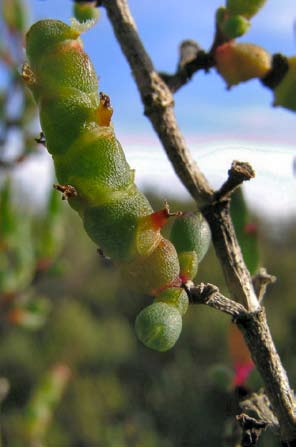 Chenopodiaceae Flora 5