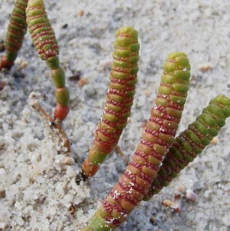 Chenopodiaceae Flora 5