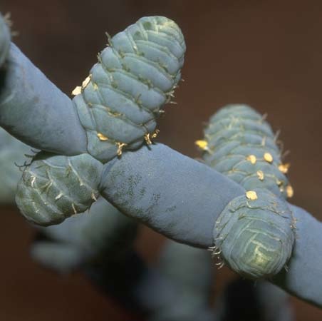 Chenopodiaceae Flora 5
