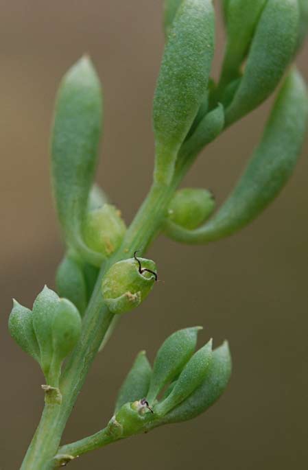 Chenopodiaceae Flora 5