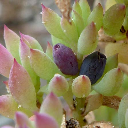 Chenopodiaceae Flora 5