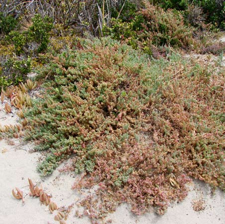 Chenopodiaceae Flora 5