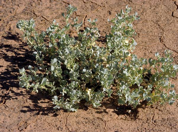 Chenopodiaceae Flora 5