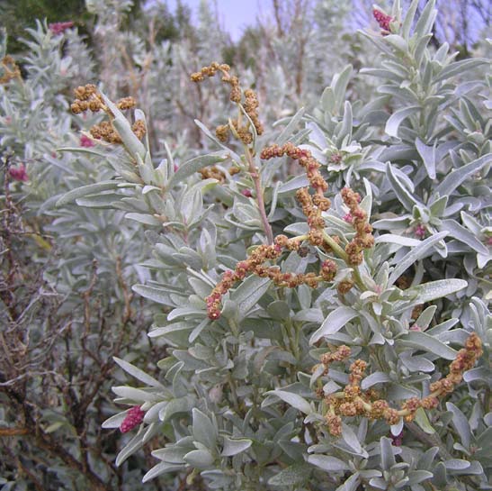Chenopodiaceae Flora 5