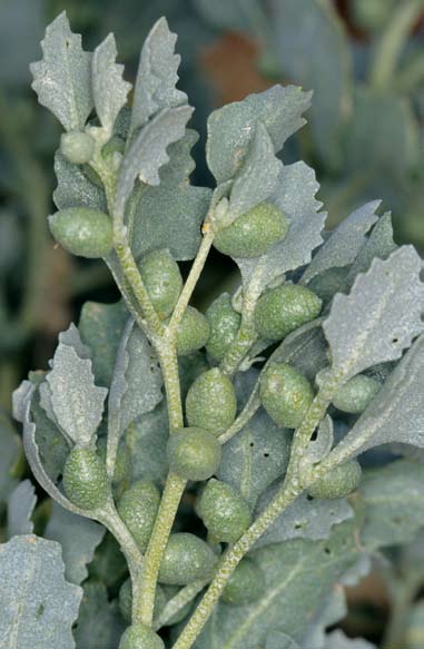 Chenopodiaceae Flora 5