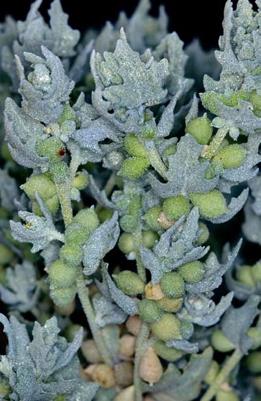 Chenopodiaceae Flora 5