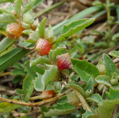Chenopodiaceae Flora 5