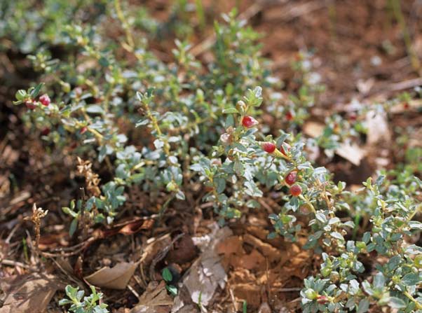 Chenopodiaceae Flora 5