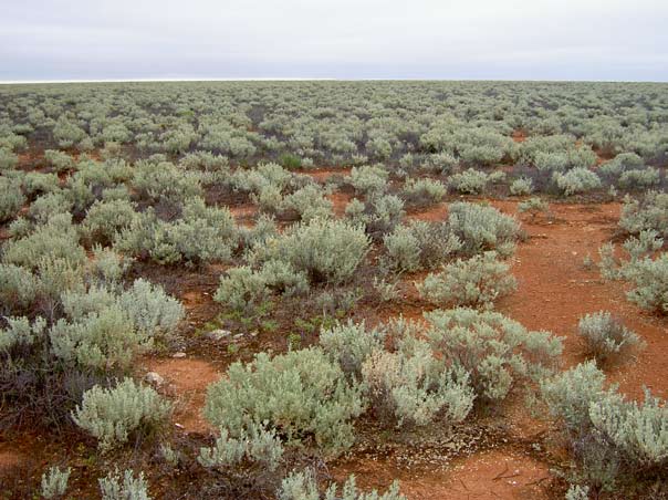 Chenopodiaceae Flora 5