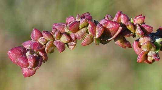 Chenopodiaceae Flora 5