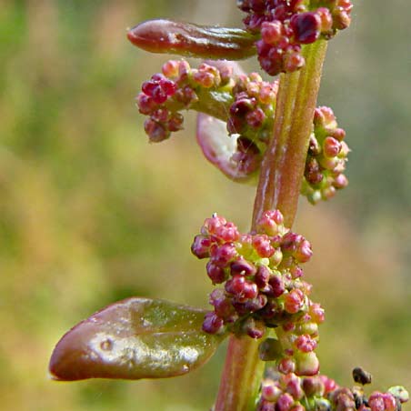 Chenopodiaceae Flora 5