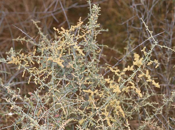 Chenopodiaceae Flora 5