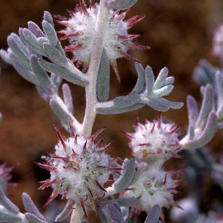 Chenopodiaceae Flora 5
