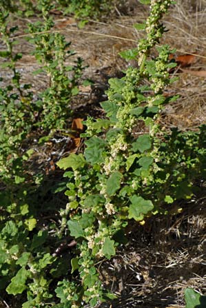 Chenopodiaceae Flora 5