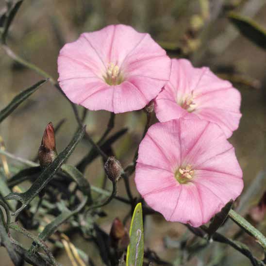 Convolvulaceae Flora 5