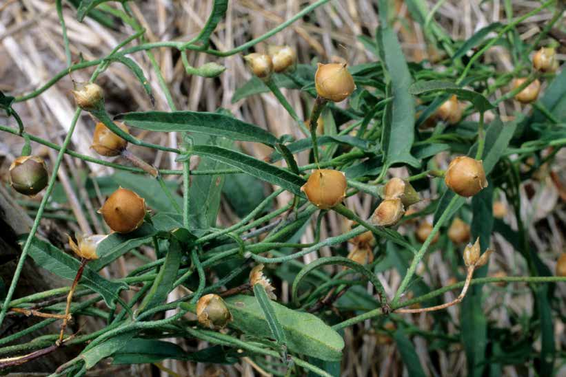 Convolvulaceae Flora 5