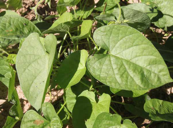 Convolvulaceae Flora 5