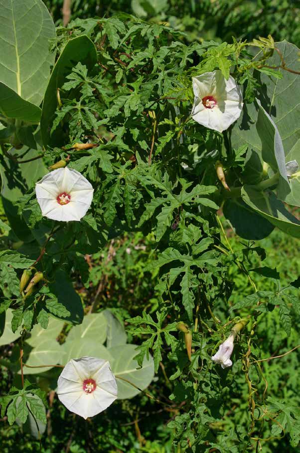 Convolvulaceae Flora 5