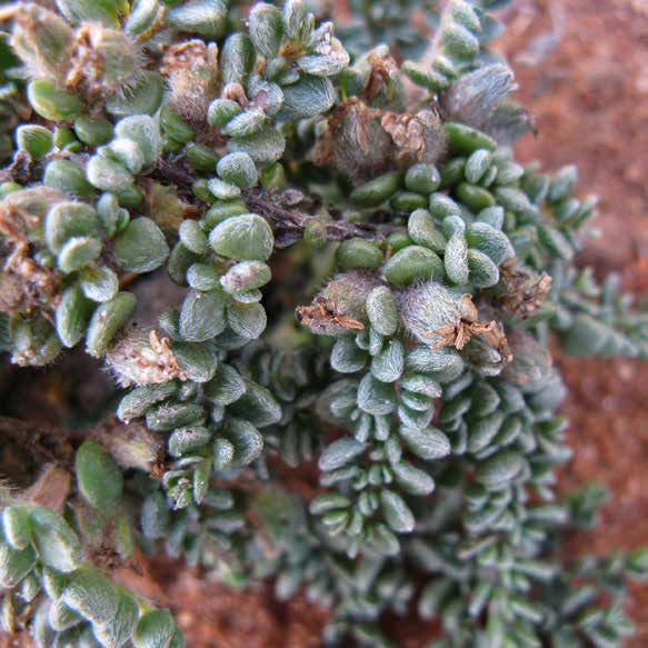 Convolvulaceae Flora 5