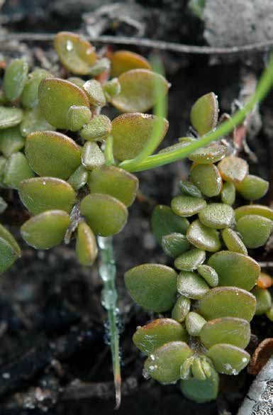 Convolvulaceae Flora 5