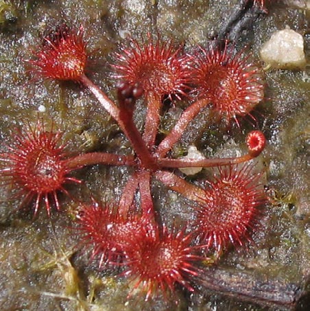 Droseraceae Flora 5