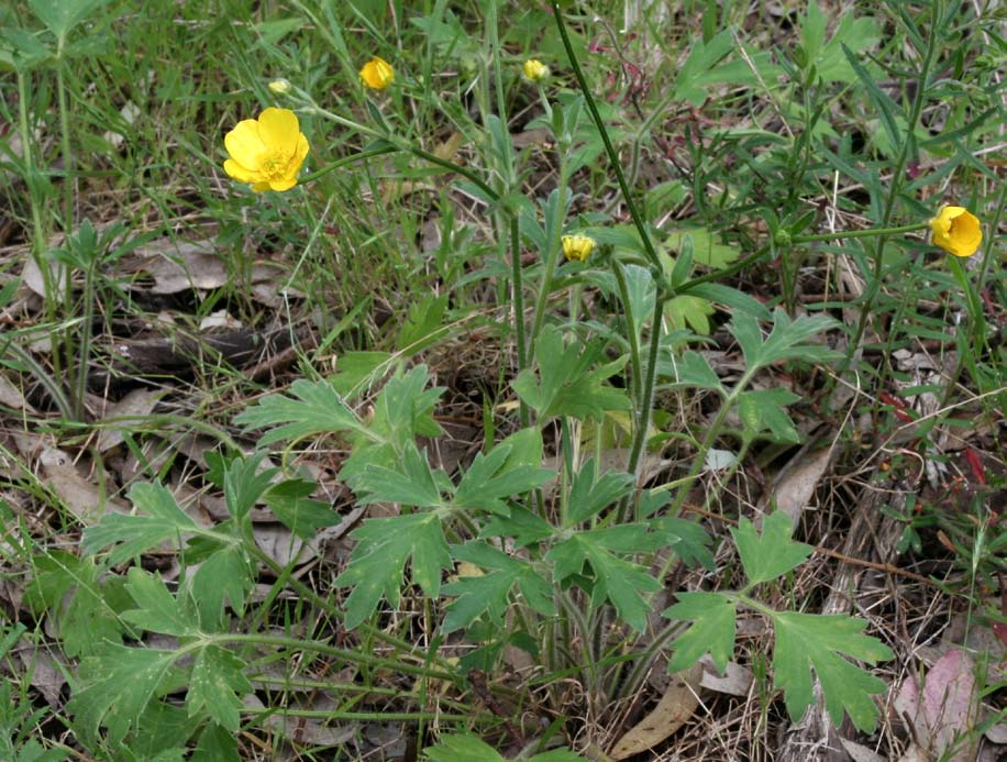 Ranunculaceae Flora 5